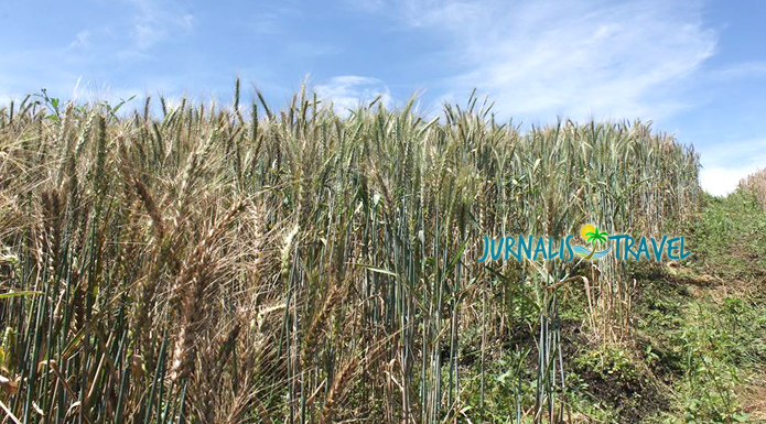 Ladang Gandum Juga Ada di Indonesia, Ini Dia - Jurnalistravel.com
