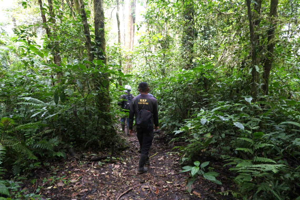 Dianggap Punah, Kelinci sumatera Terlihat di Kerinci - Jurnalistravel.com