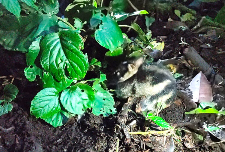 Dianggap Punah, Kelinci sumatera Terlihat di Kerinci - Jurnalistravel.com