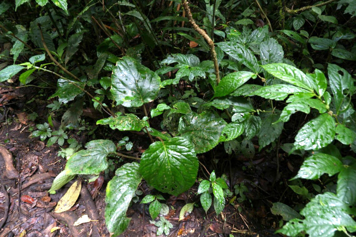 Dianggap Punah, Kelinci sumatera Terlihat di Kerinci - Jurnalistravel.com