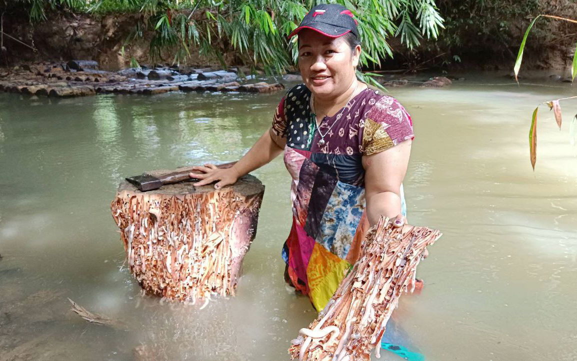 Pangan Lokal Toek Terancam Penebangan Hutan - Jurnalistravel.com