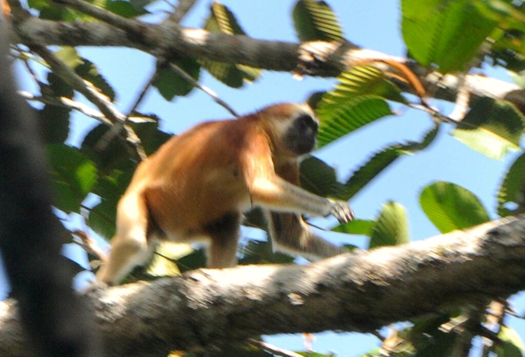 Bertemu Primata Langka Siberut yang Paling Terancam di Dunia ...