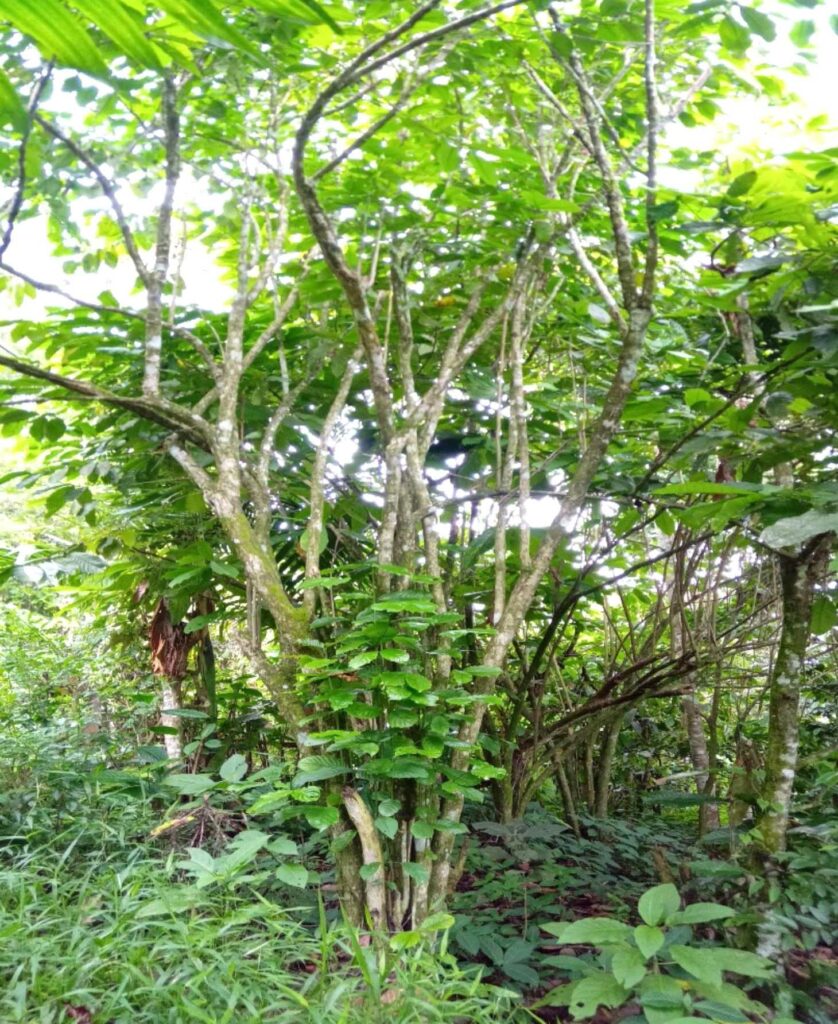 Kisah Kopi Londo di Nagari Sirukam - Jurnalistravel.com