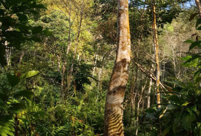 Hutan Adat Nagari Ampalu Masih Menunggu Perda Kabupaten ...